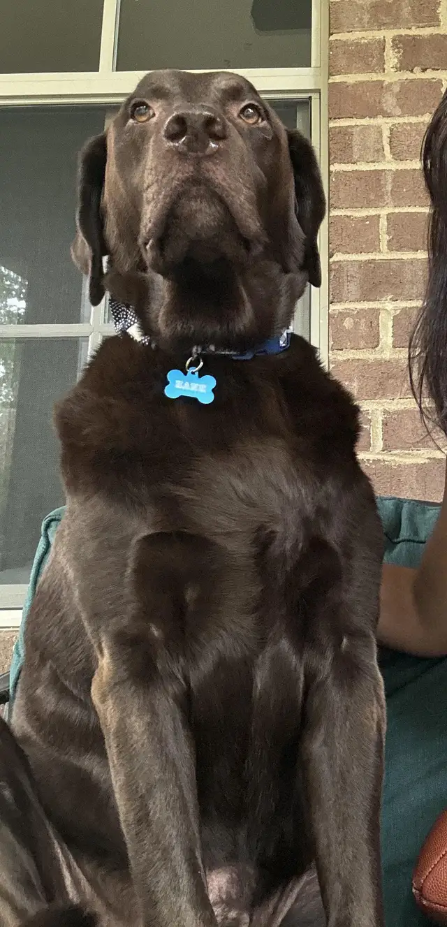 Hank The Tank | Scrolller