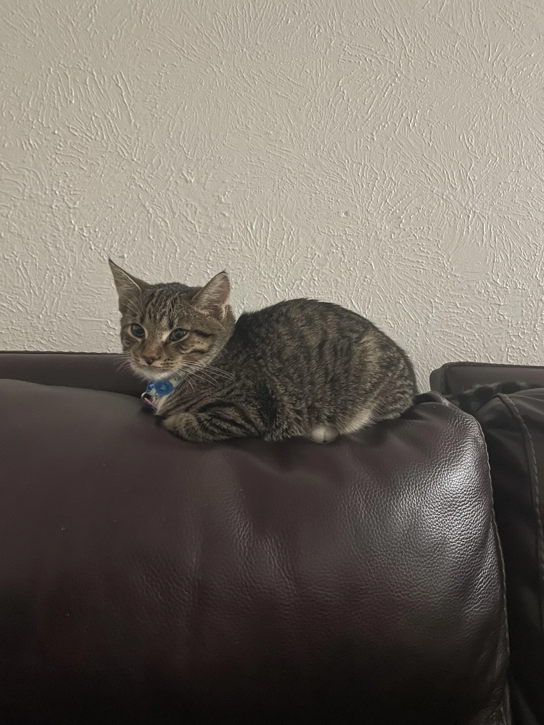 Dexter’s first loaf :) | Scrolller
