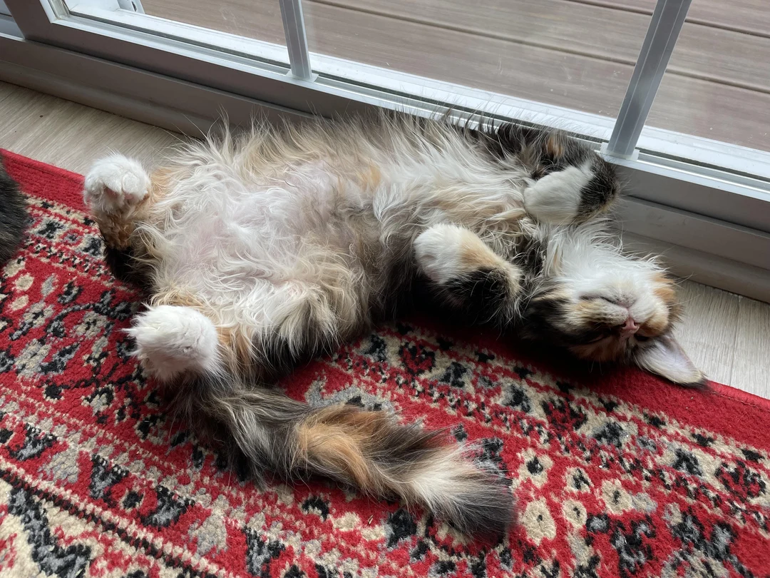 A fluffy belly 🥹 | Scrolller