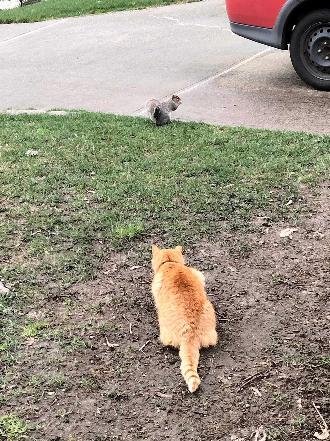 Tom and Jerry | Scrolller