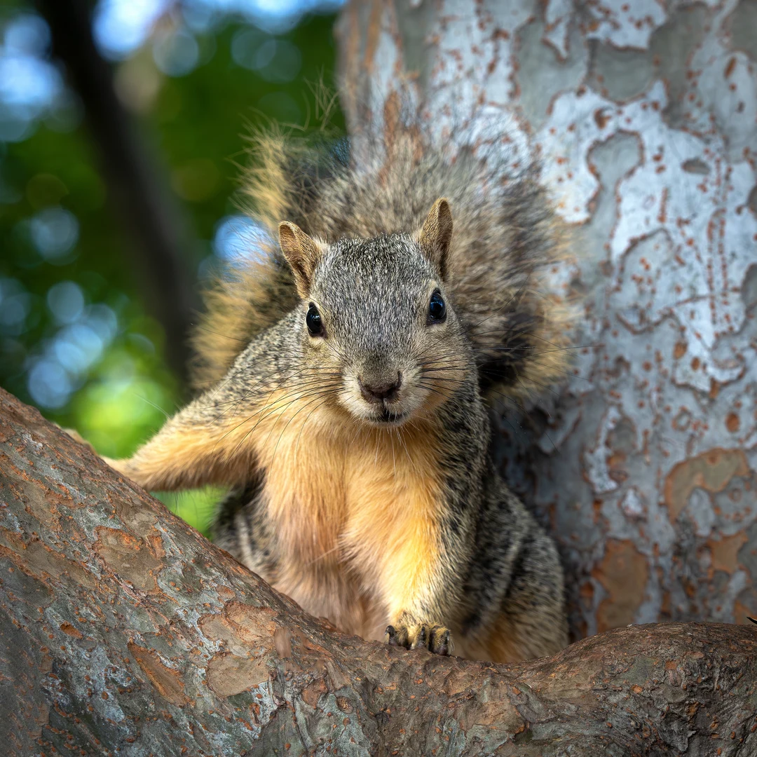 Mother Squirrel | Scrolller