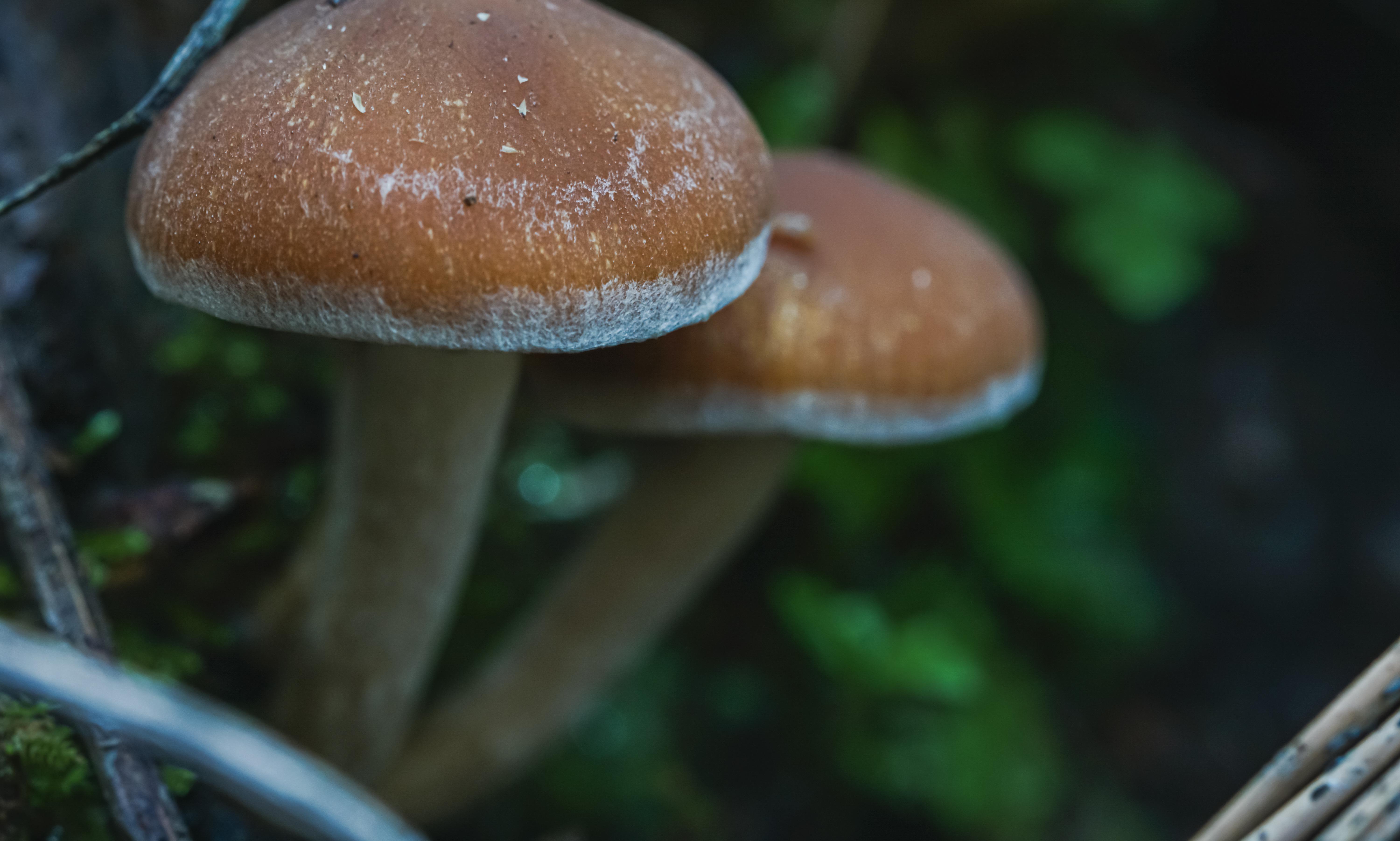 Sierra Nevada mushrooms | Scrolller