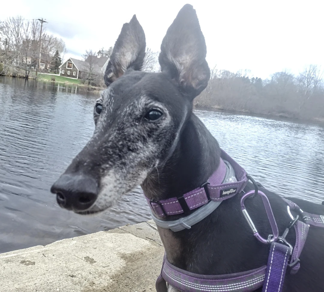 Handsome Rainey at the river | Scrolller