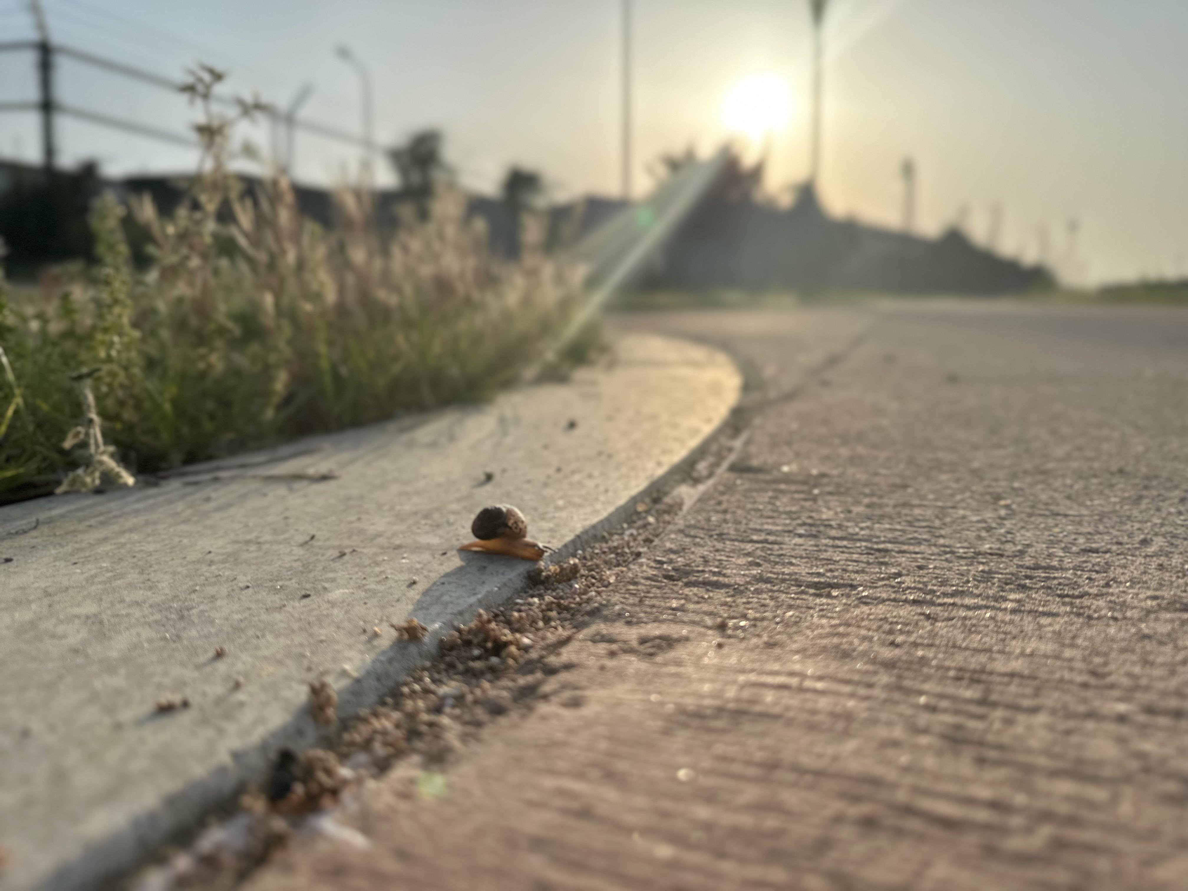 Snail on my walk | Scrolller