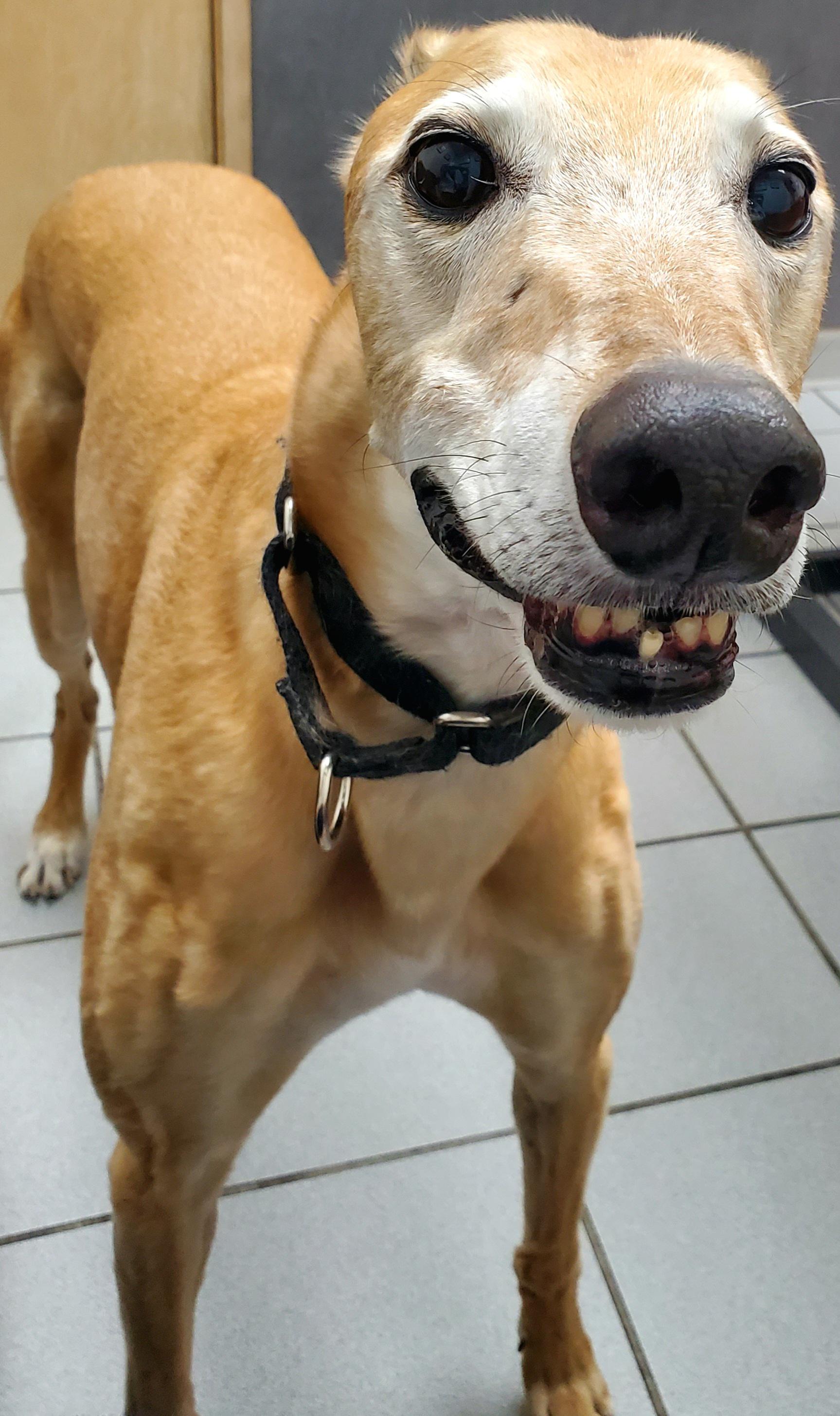 Discover more like Greyhounds: Meet Rambo! BOOP! and Related Content | Scrolller