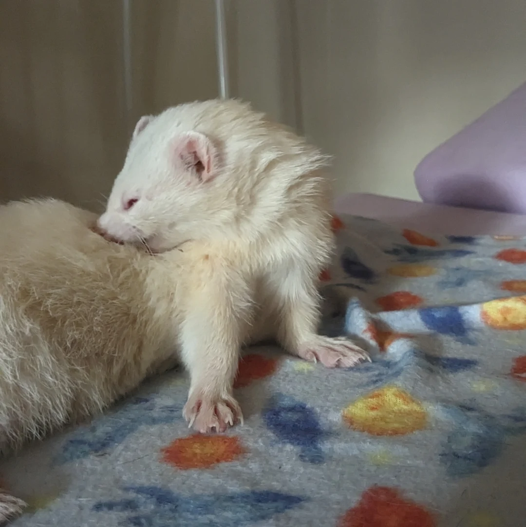 mister itchy back | Scrolller