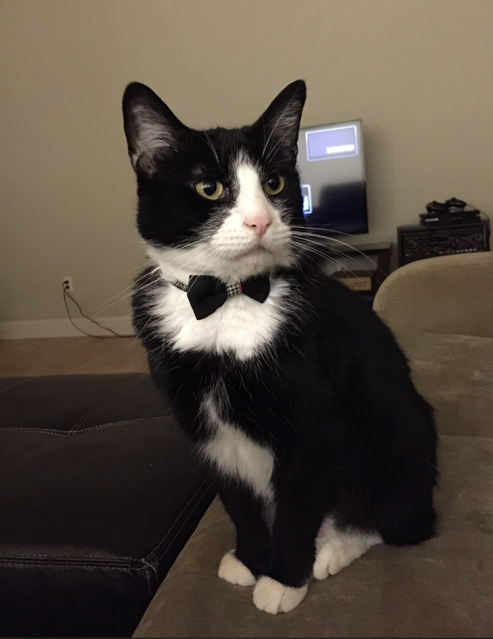 Oreo looking dapper with his fresh bow tie | Scrolller
