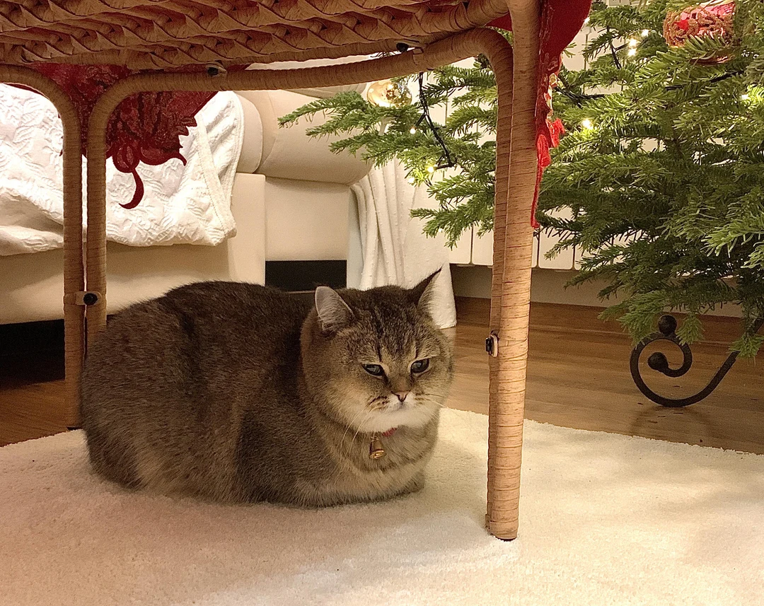 Leftover Christmas pudding loaf | Scrolller