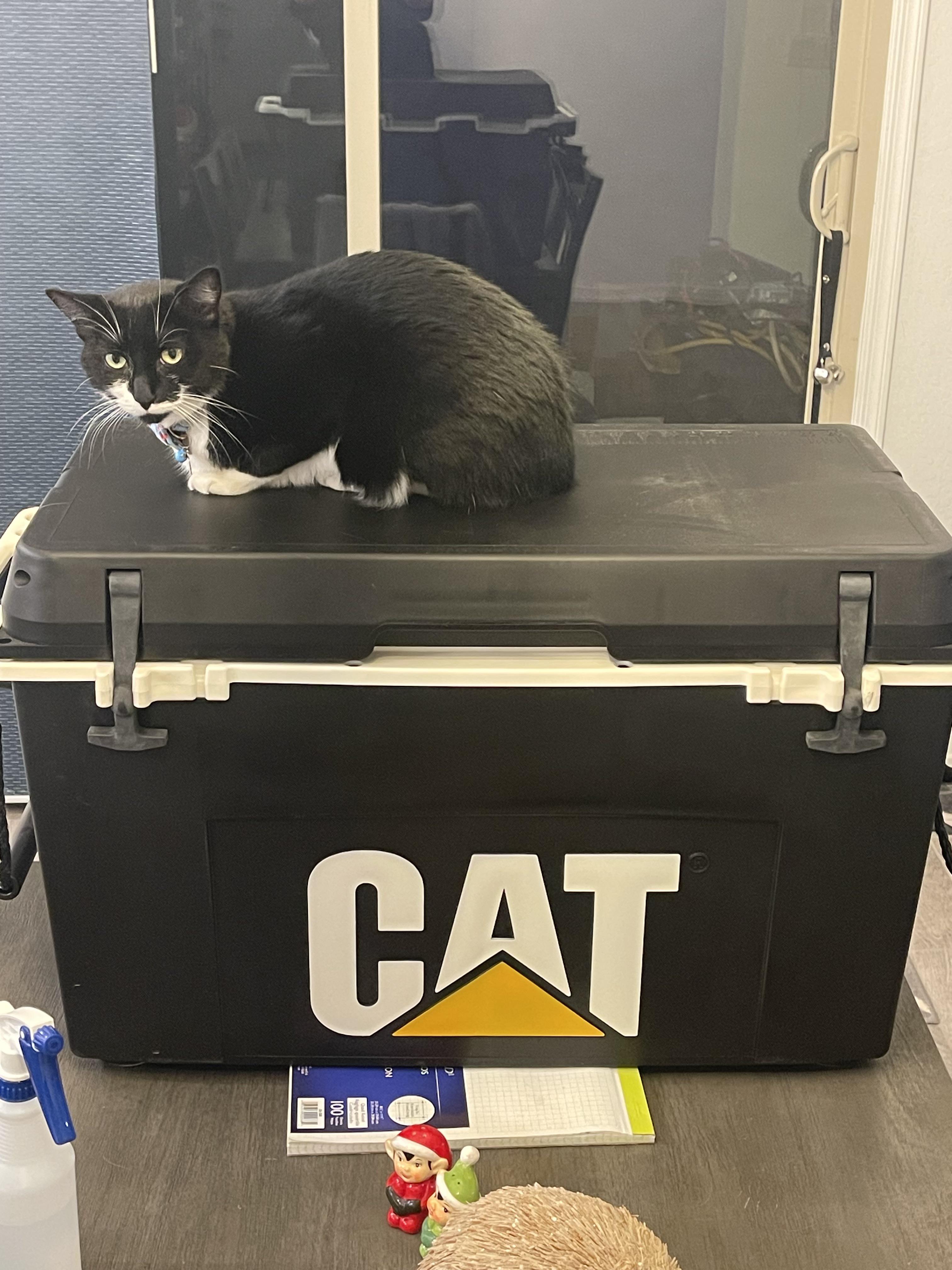 CAT cooler, Rockford Approved | Scrolller
