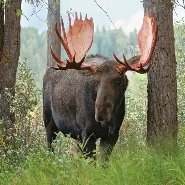 big bull moose | Scrolller