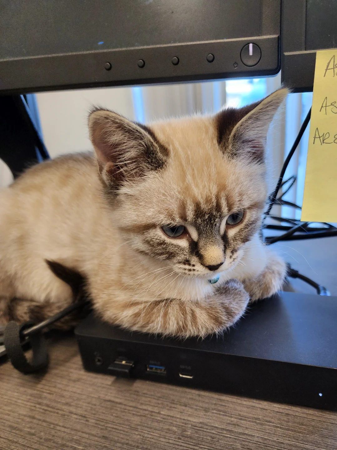 Meatball is just starting the loafing process | Scrolller