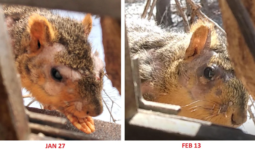 Patient Beary progress report | Scrolller