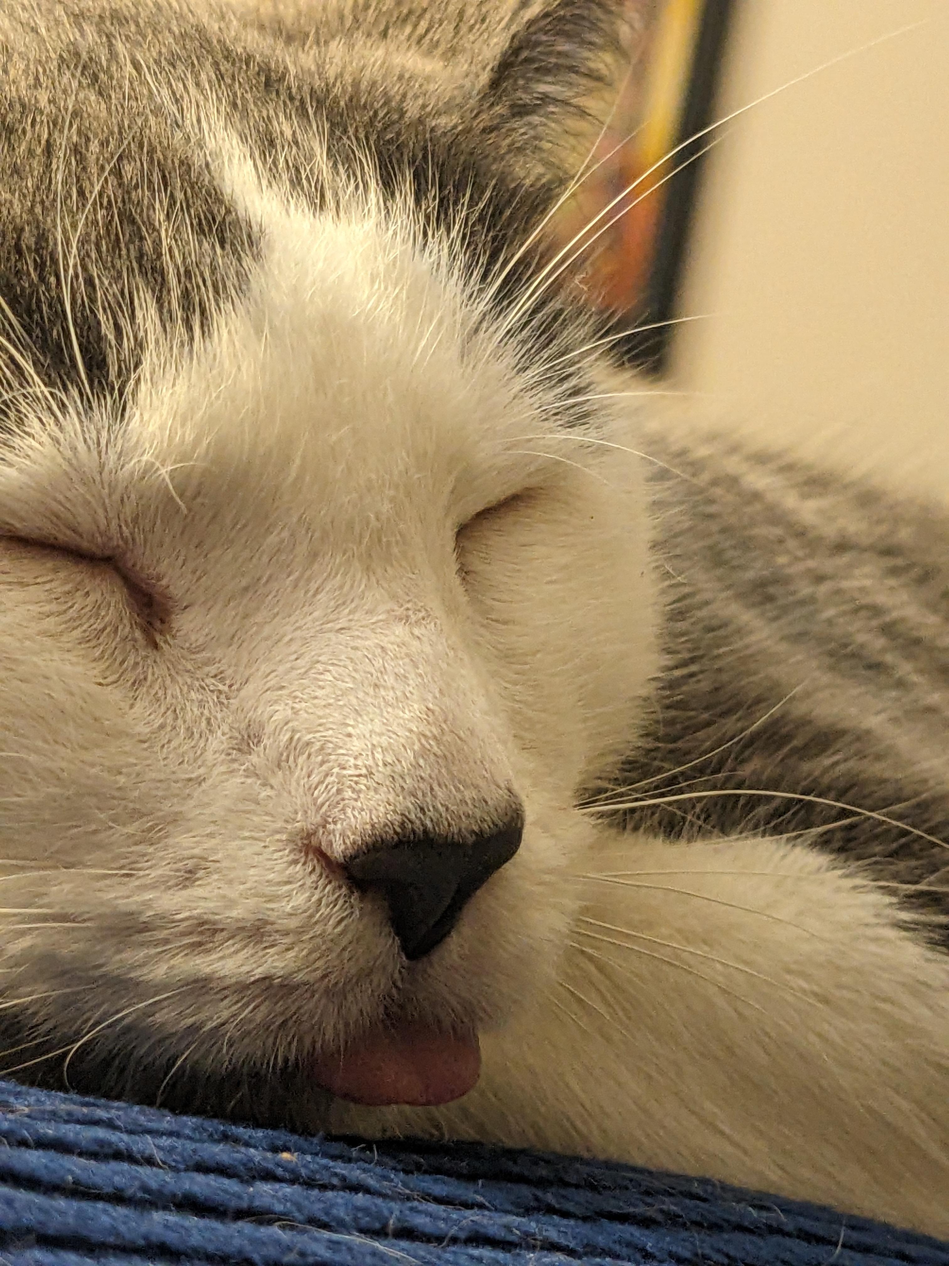 Sleepy blep | Scrolller