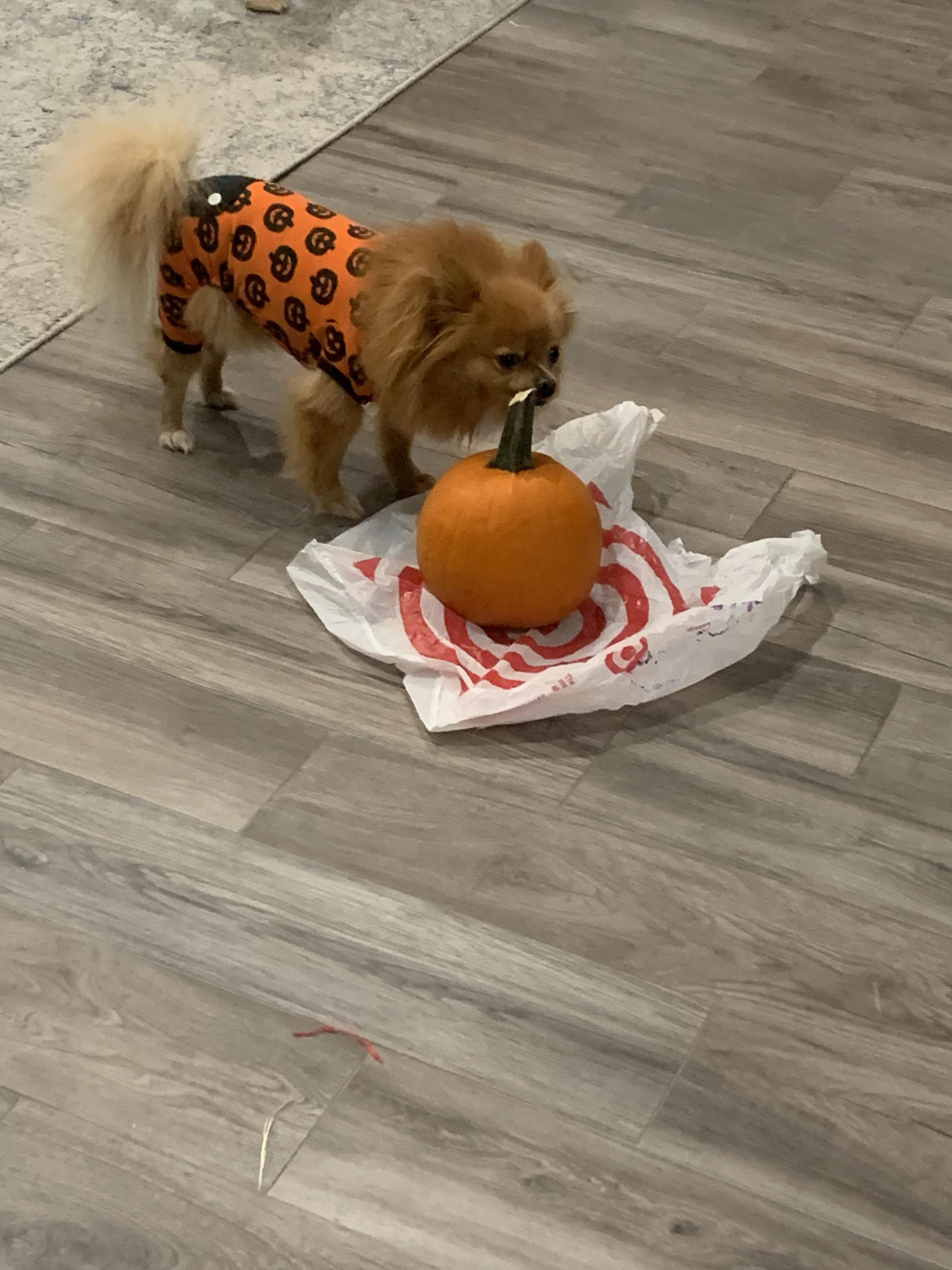 Daisy all ready for fall! | Scrolller