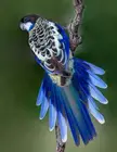 This Cute Northern Rosella 🦜💙💛🖤🤍💚🤎🧡💜💖 | Scrolller