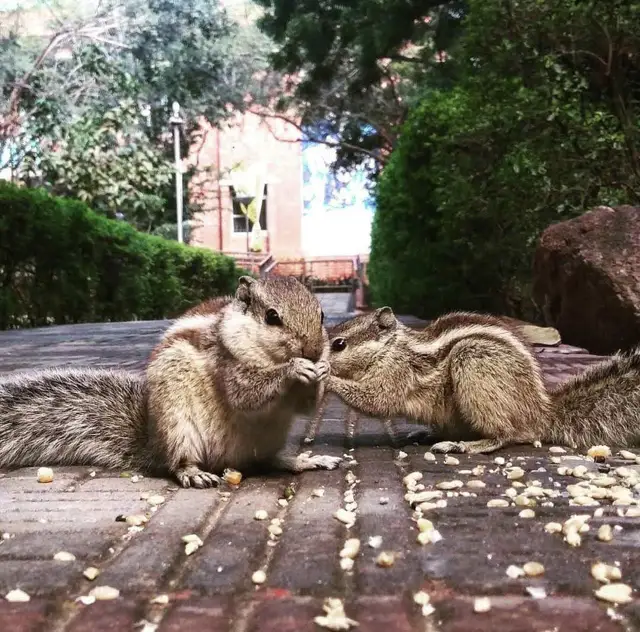 I don’t want to see skyscrapers, I just need squirrels. | Scrolller