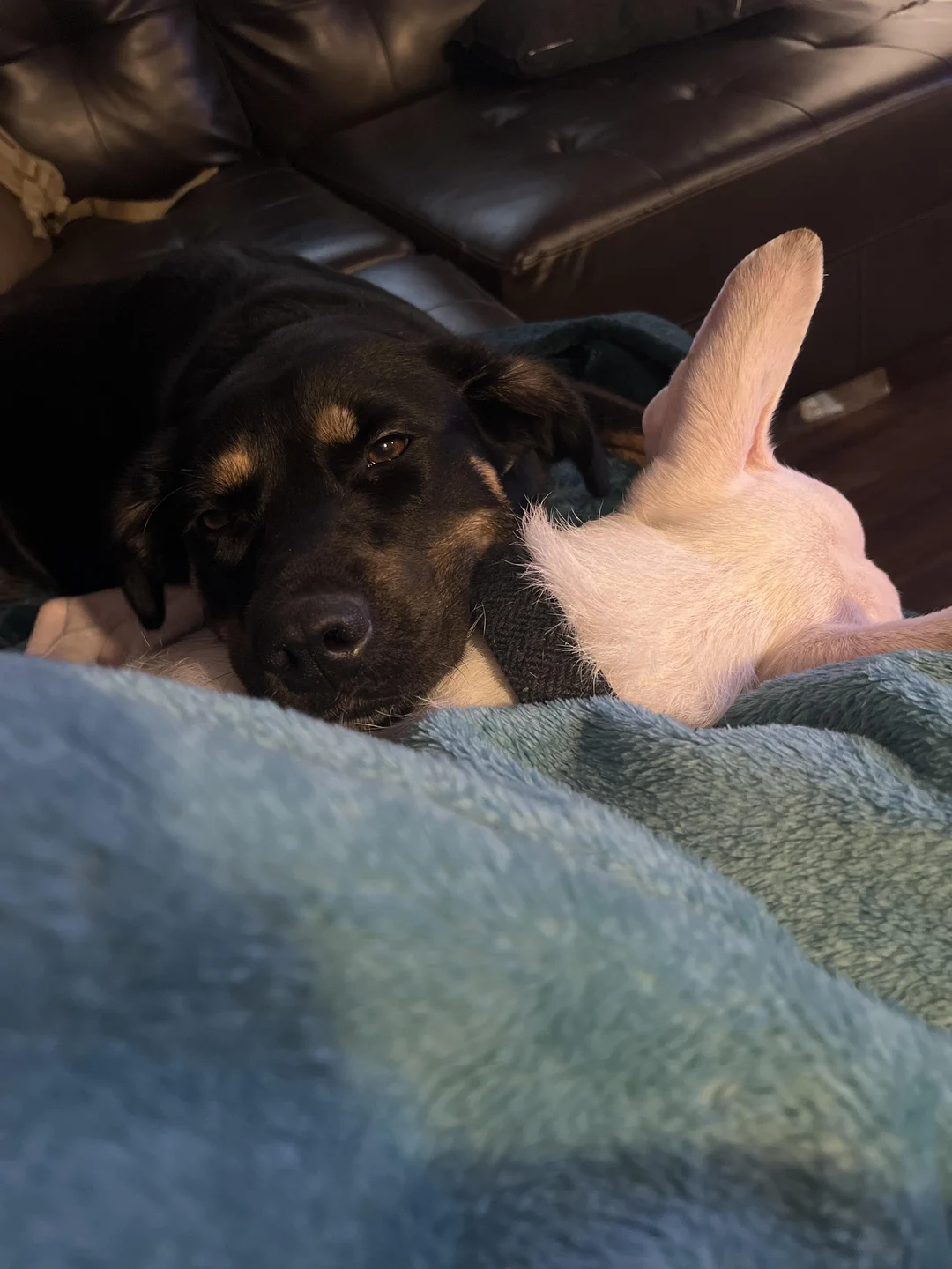 Finally got a picture of the both of them, So dog lovers, meet Nala and Osiris. | Scrolller