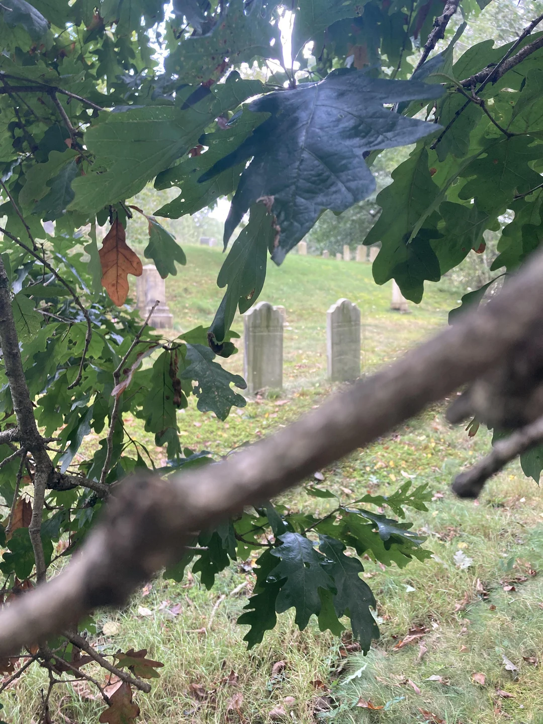 Through the trees | Scrolller