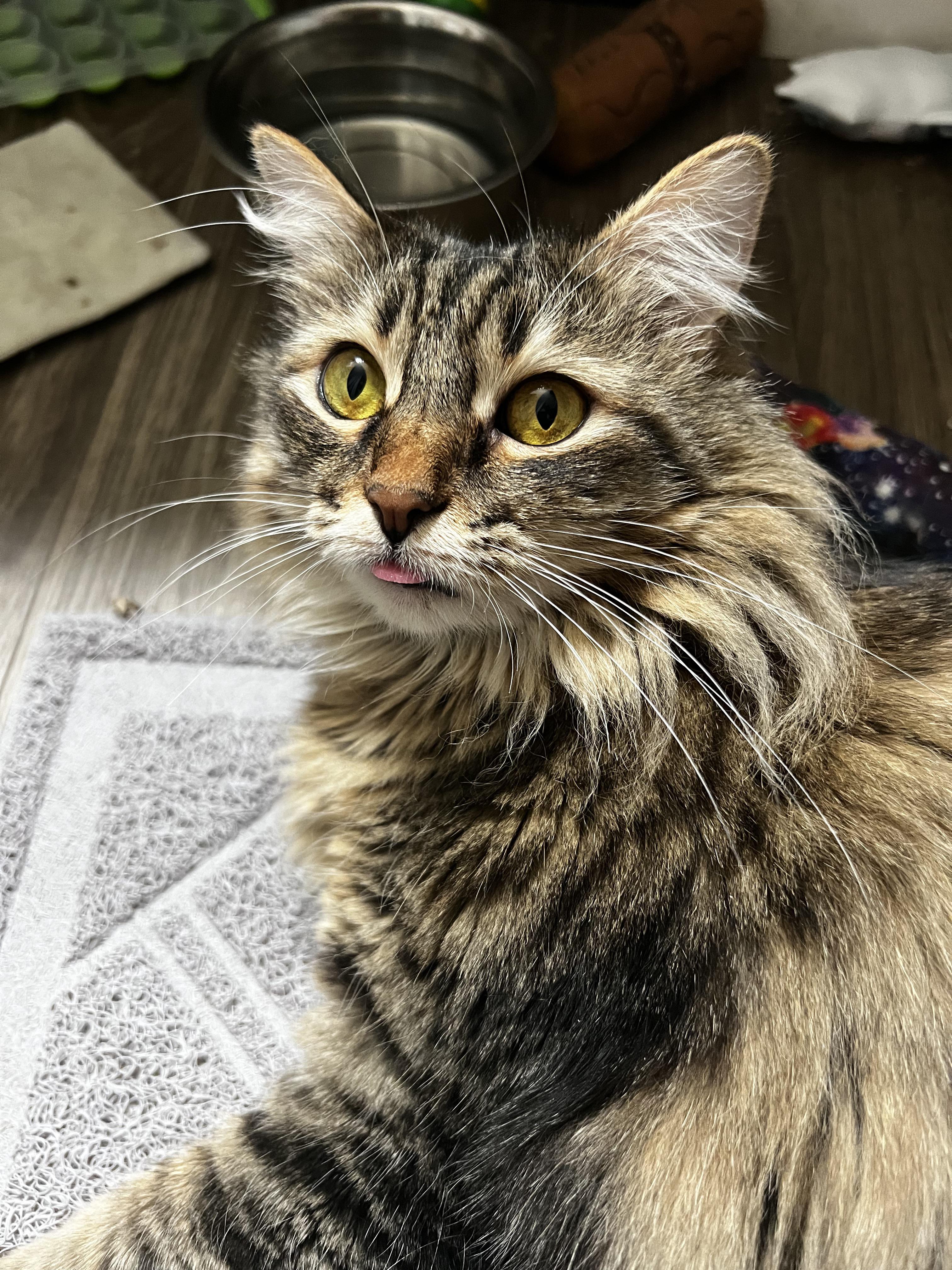 My sweet willow girl gracing us with a rare blep | Scrolller