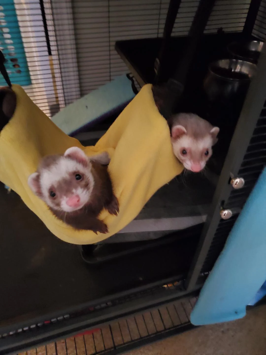 Morning shenanigans | Scrolller