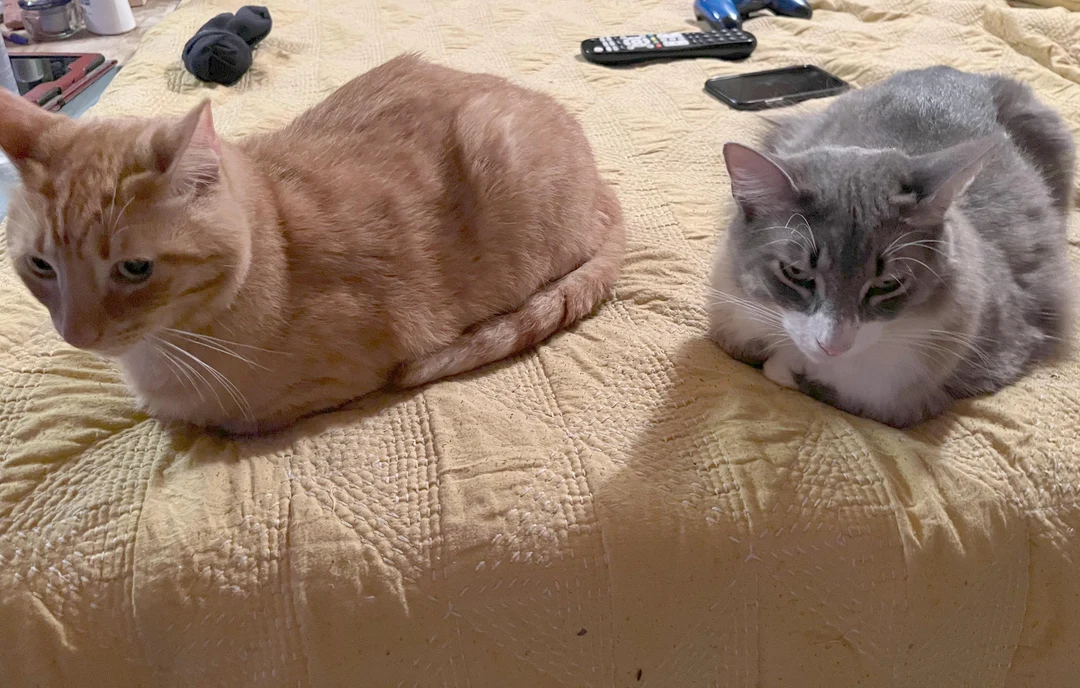 Discover more like Catloaf: Double loaves today and Related Content | Scrolller