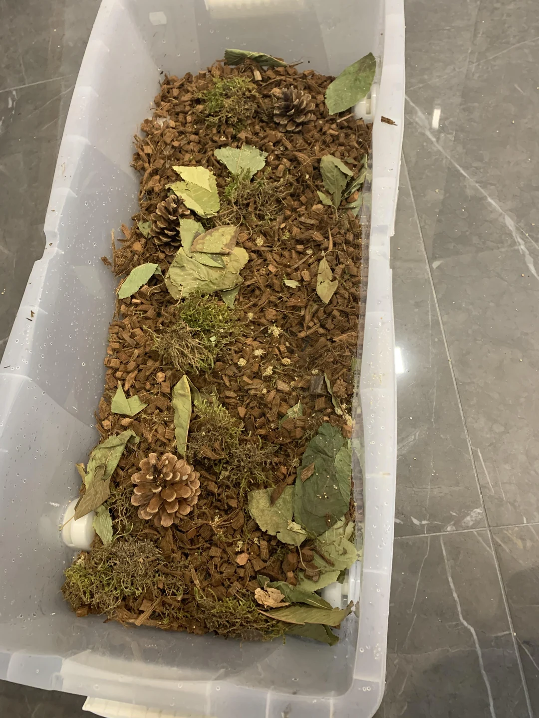 My foraging box! | Scrolller