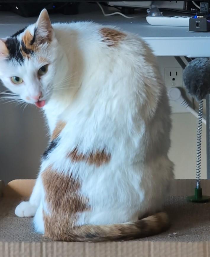 Simmy does a blep | Scrolller