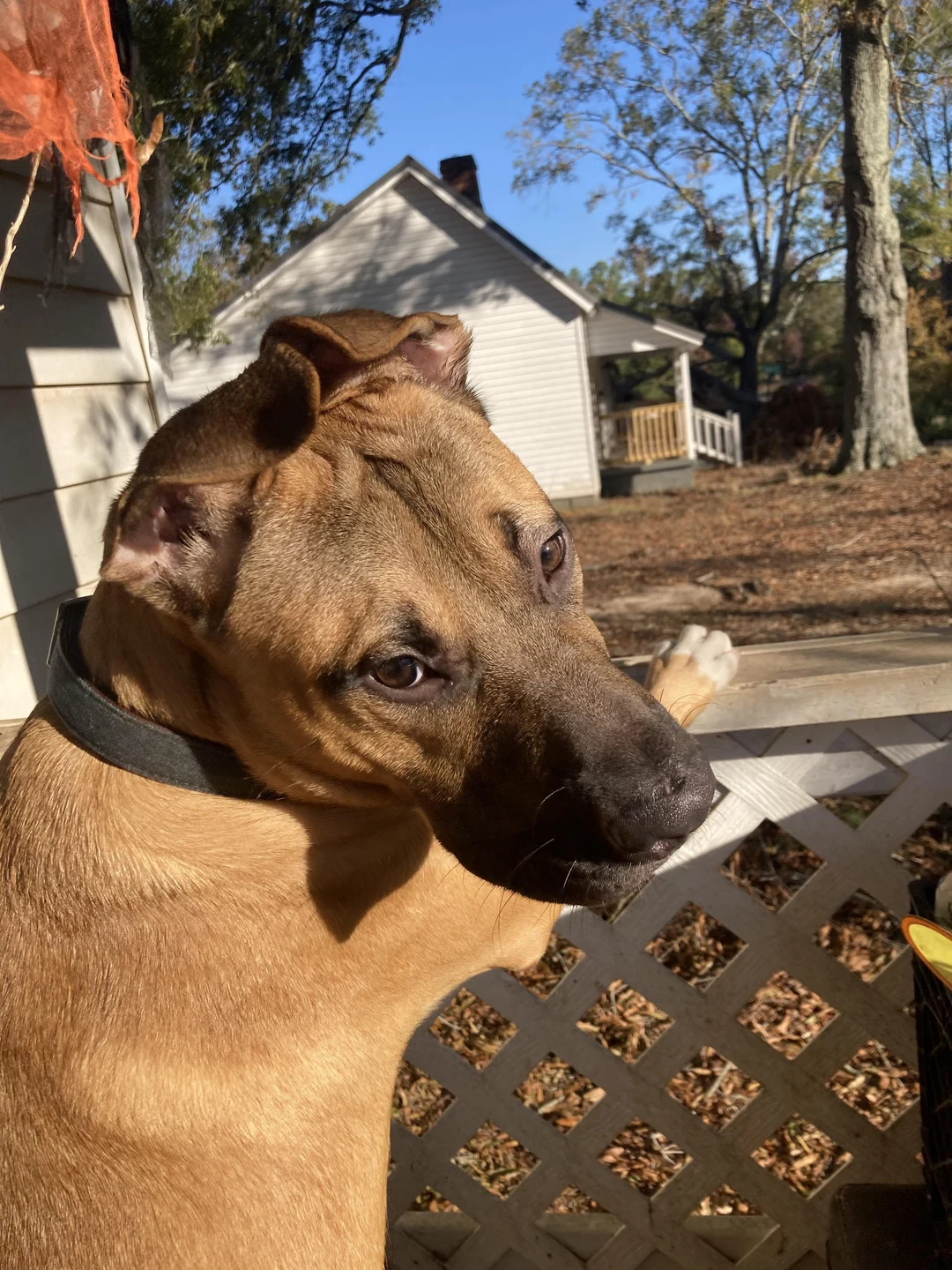 Toad loving the front porch | Scrolller