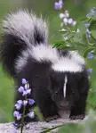 This Cute Skunk 🖤🤍💜💚💙 | Scrolller