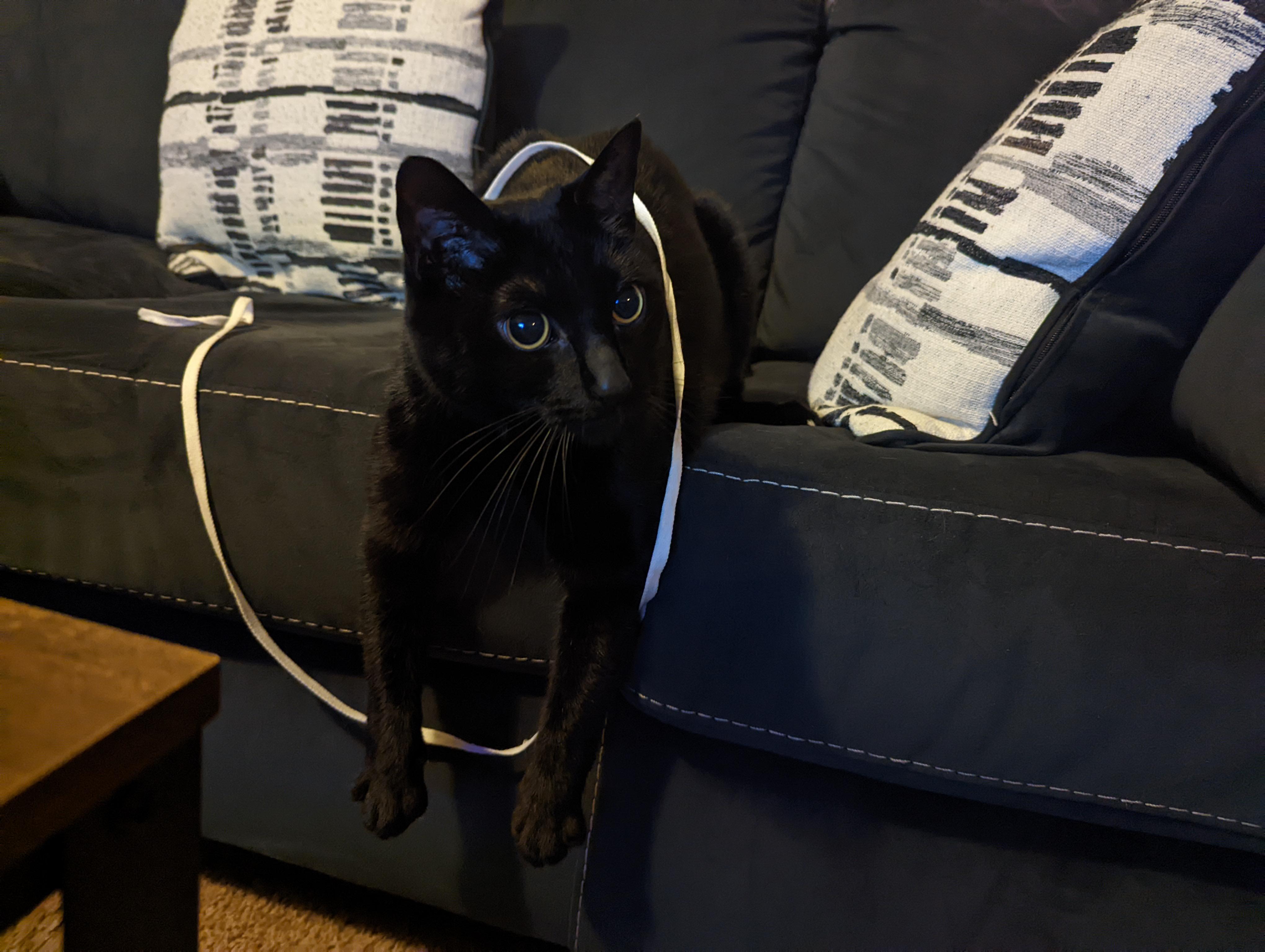 Discover more like Aww: Cat.exe has stopped working [OC] and Related ...