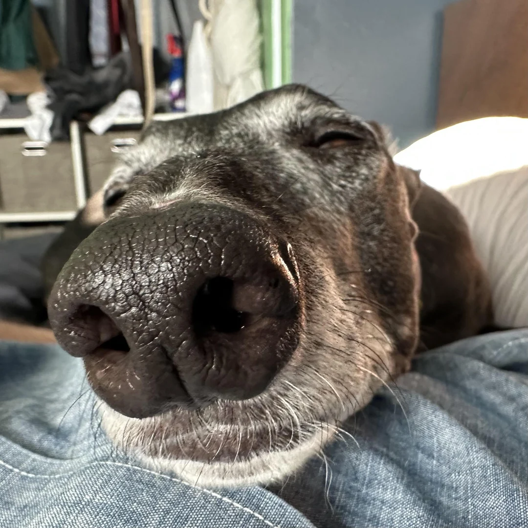 Snoot Boop | Scrolller