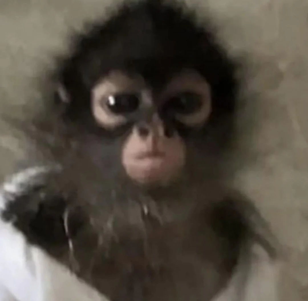 slepy monkey | Scrolller