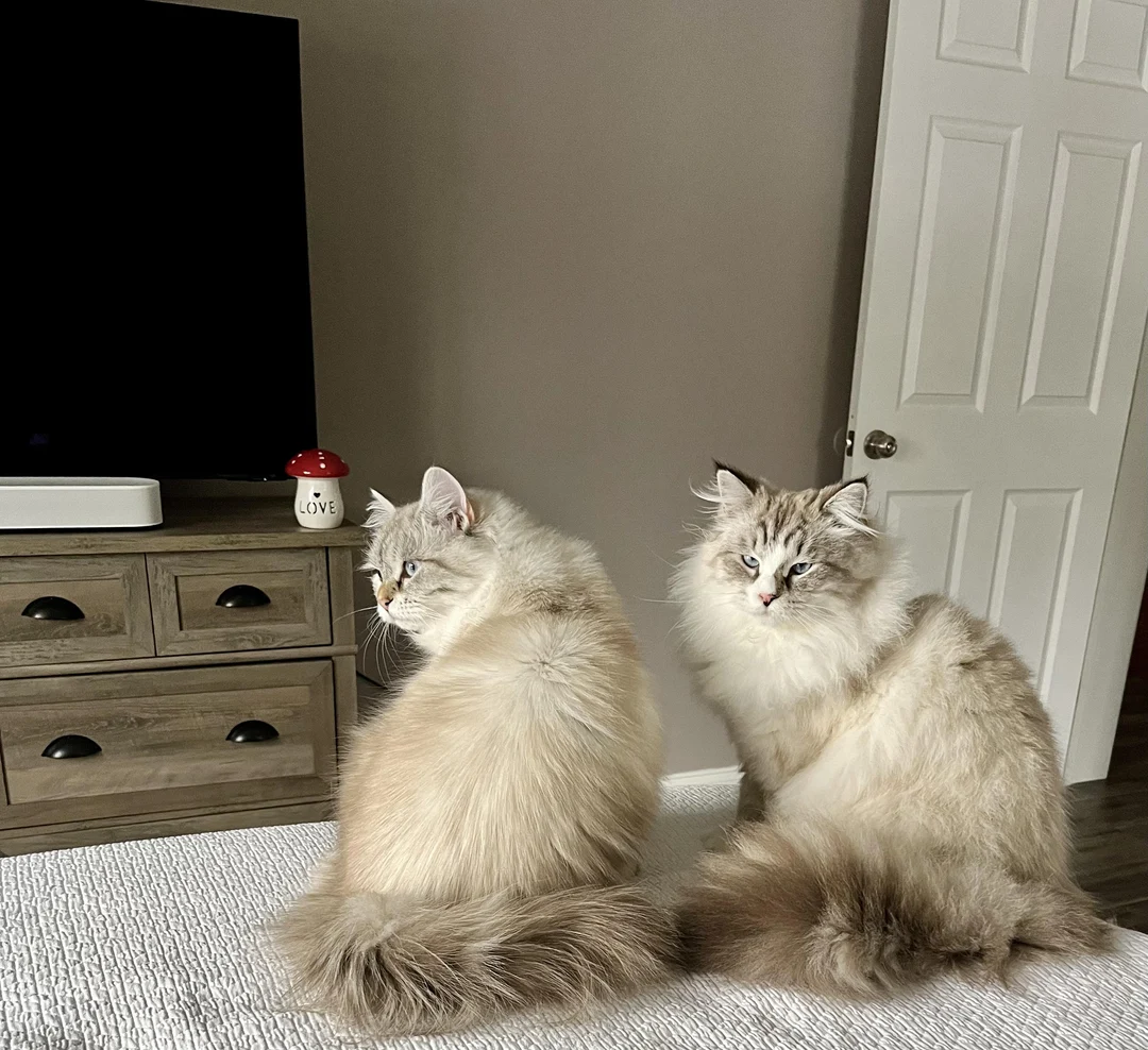 Hello friends 😻😻 spreading love from Sansa and Jonny Snow | Scrolller