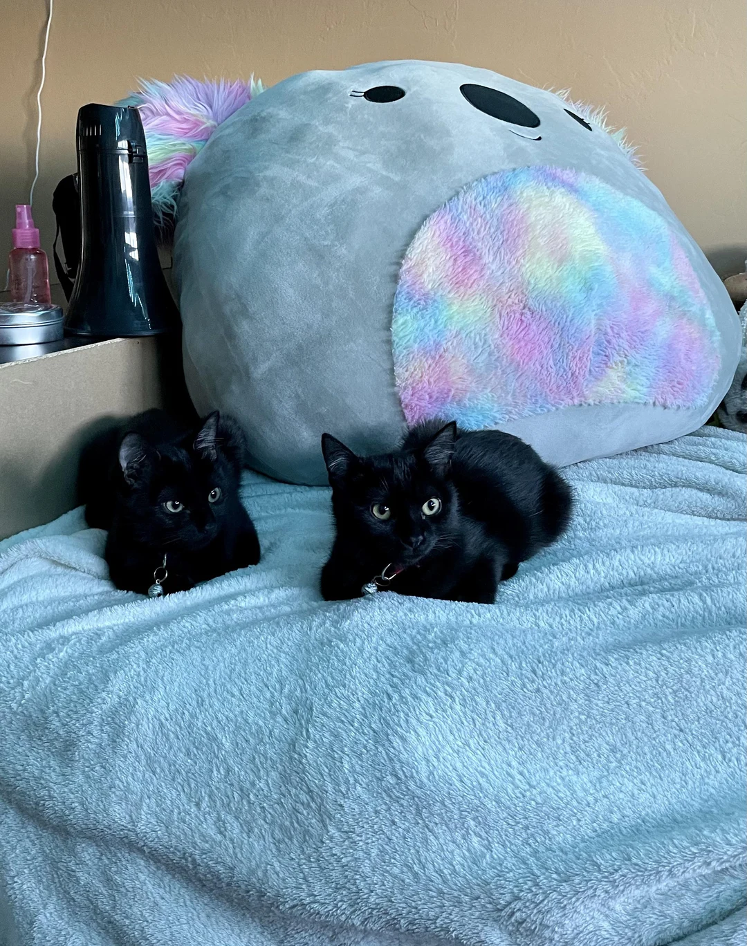 Loafs-in-training | Scrolller