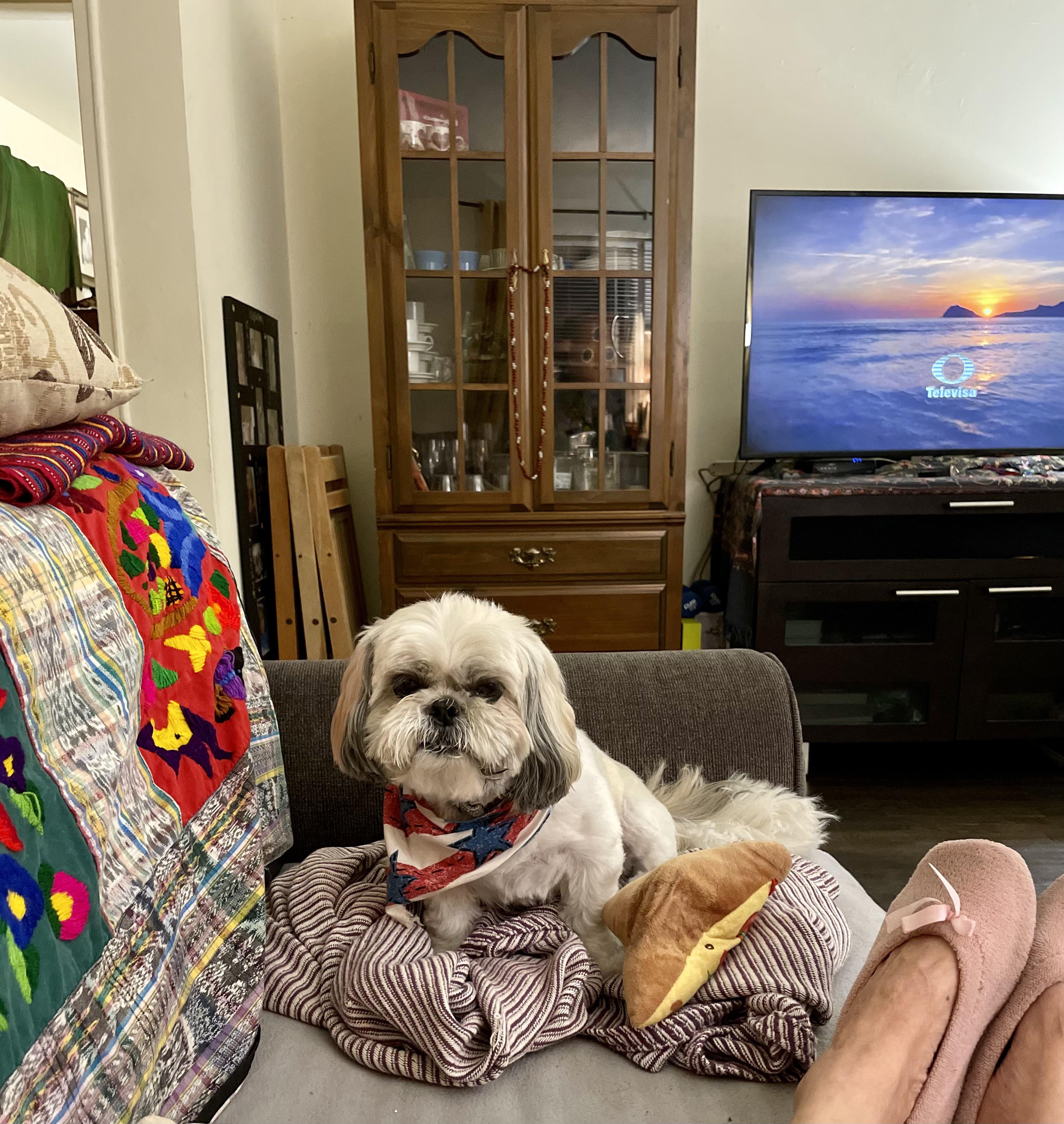 Oscar On Vacation Scrolller 7615