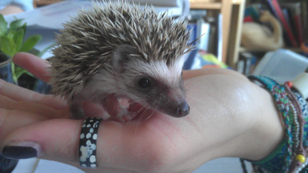 Baby African Pygmy Hedgehog | Scrolller