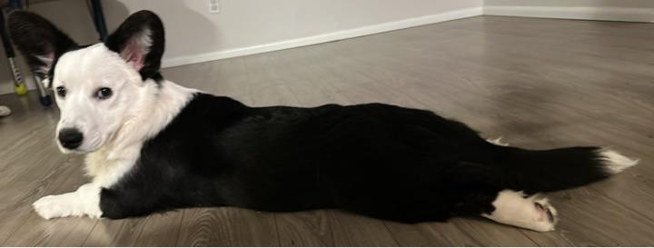 Scientists have finally captured an image of a full sploot on Po | Scrolller