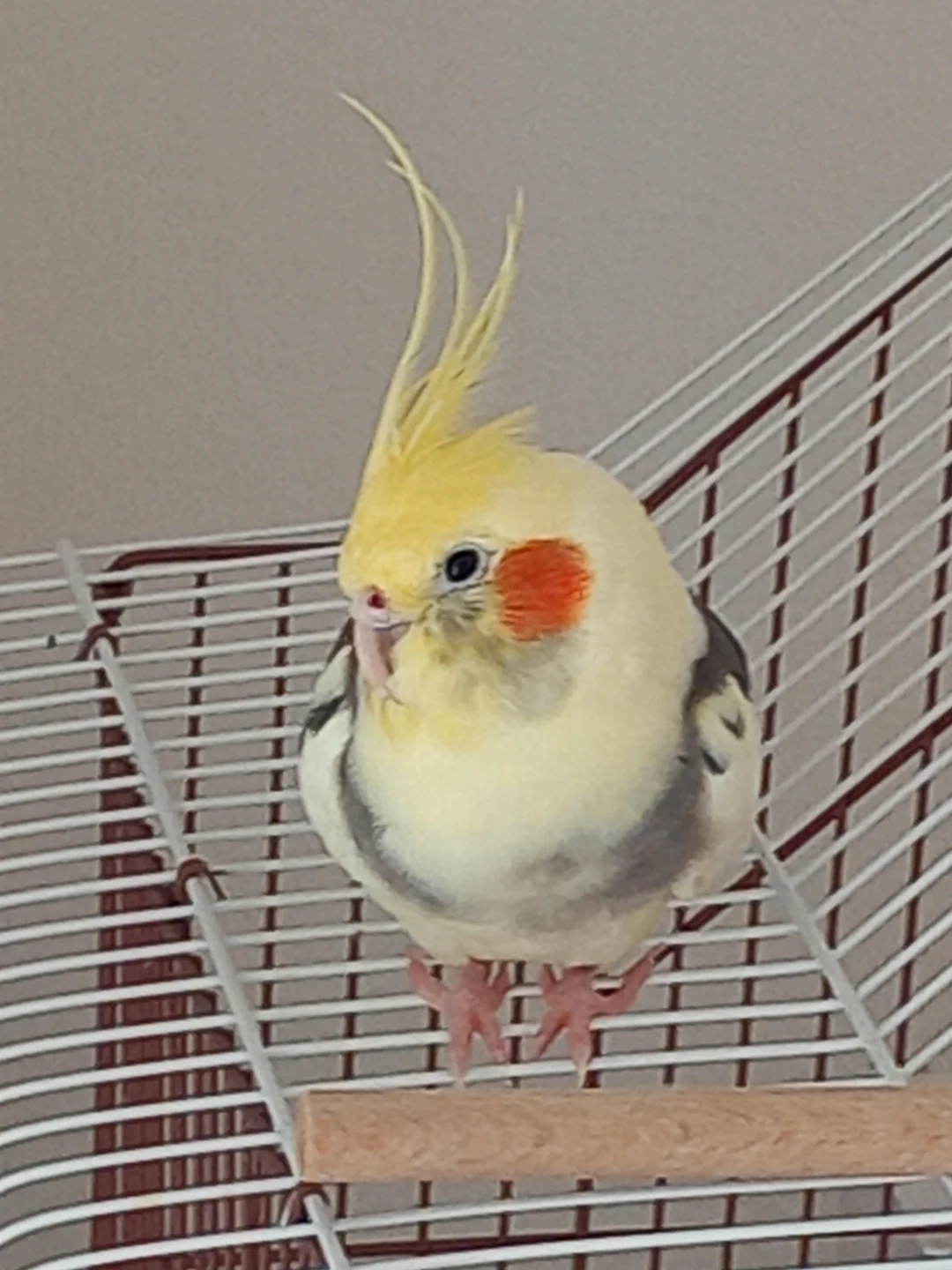 Pose For The Camera Scrolller