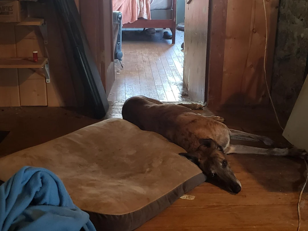 Bed fail by Bodhi. | Scrolller