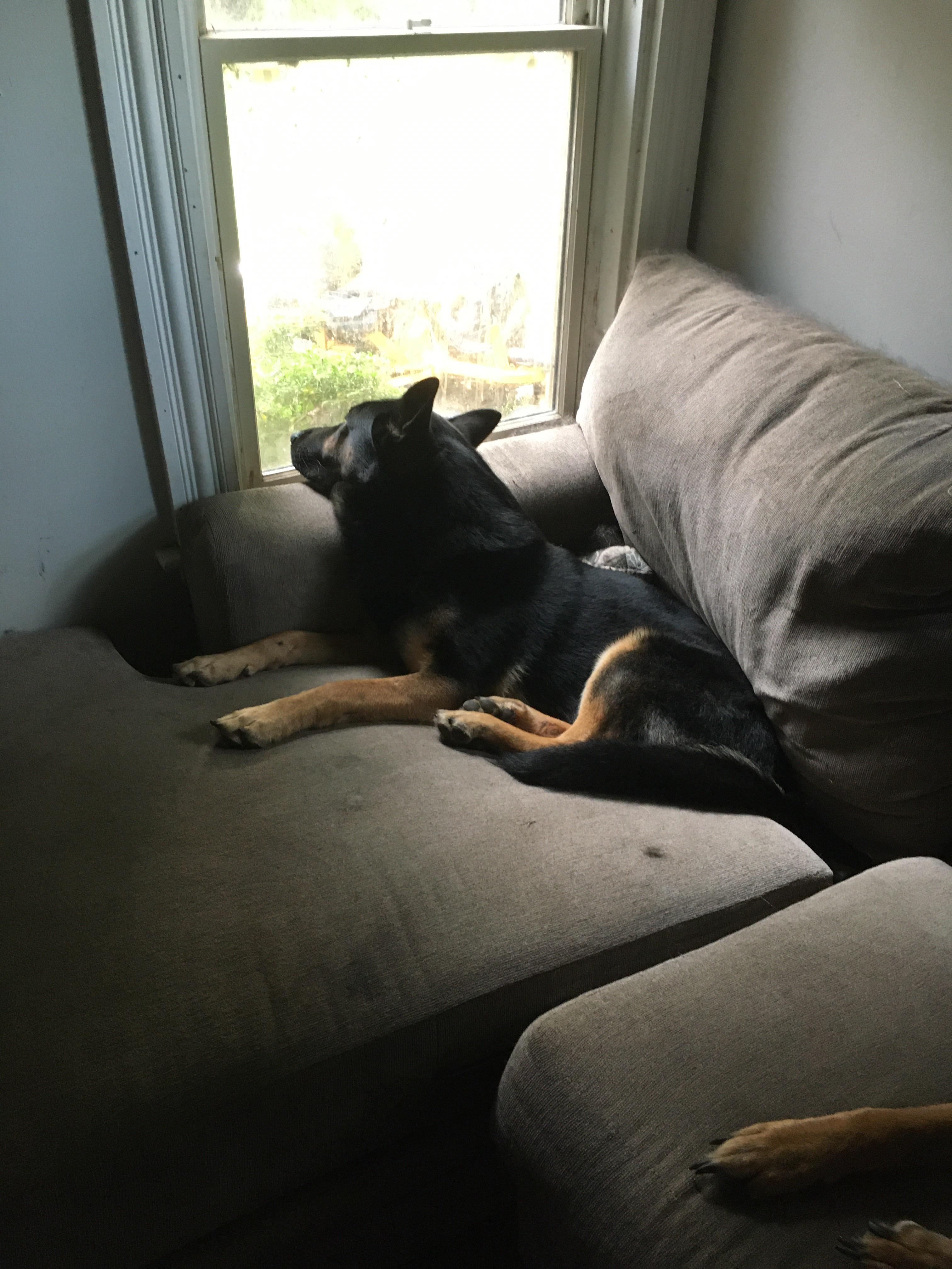 Magnus. The man, the myth, the legend. [OC] | Scrolller