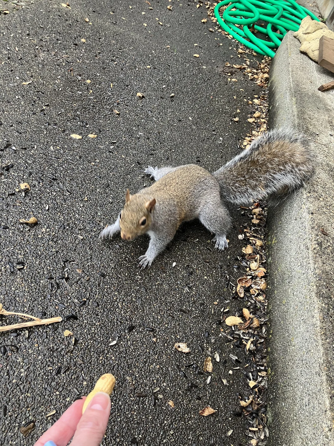 Shy guy doing his slow, low approach | Scrolller