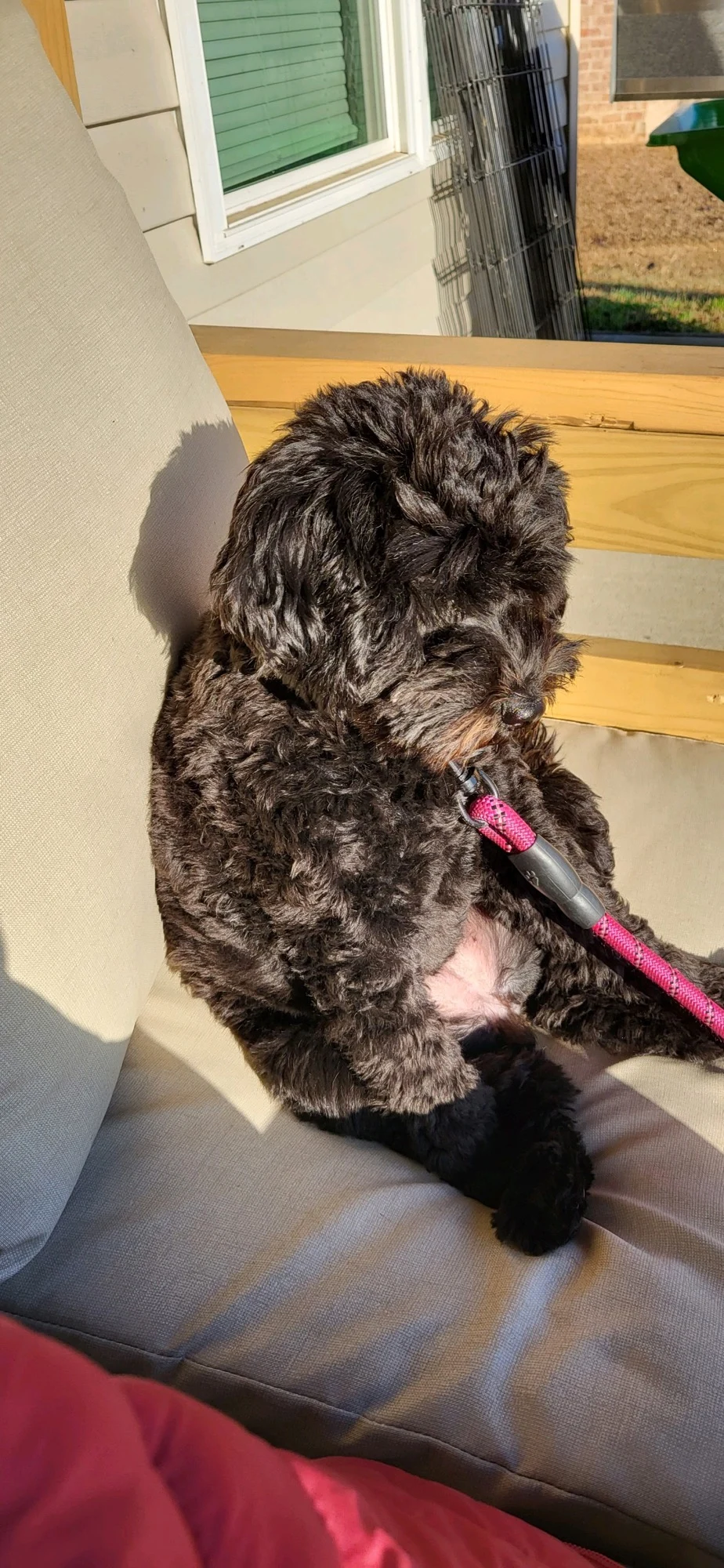 Poppy likes to take in the morning sun on the porch | Scrolller