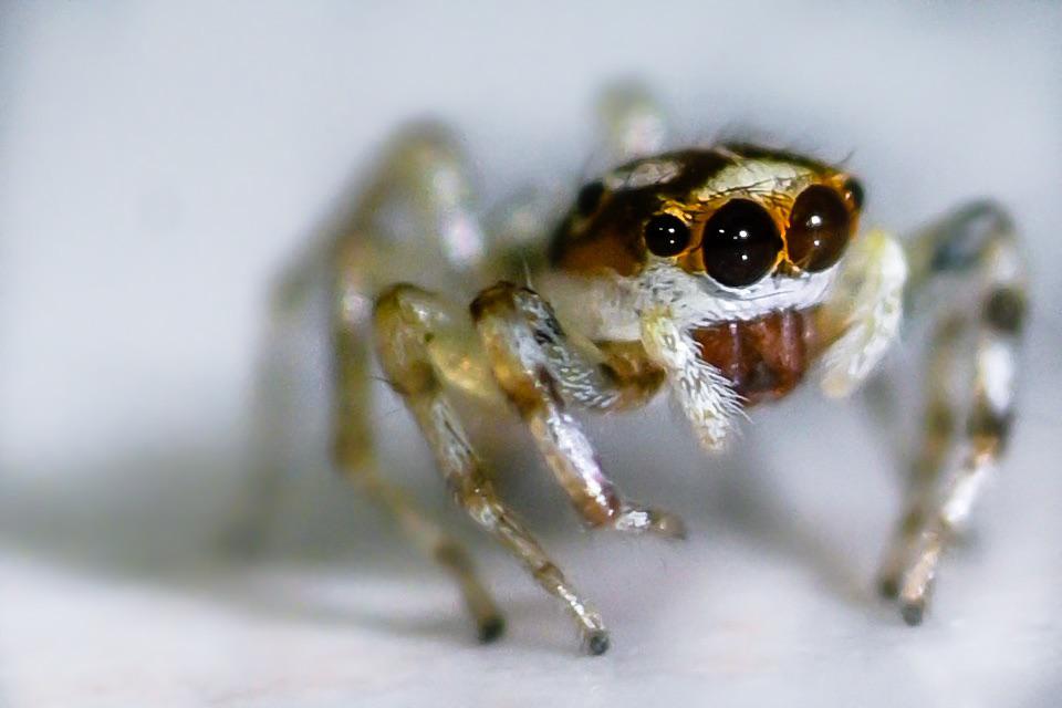 Goggle vision! [OC] | Scrolller