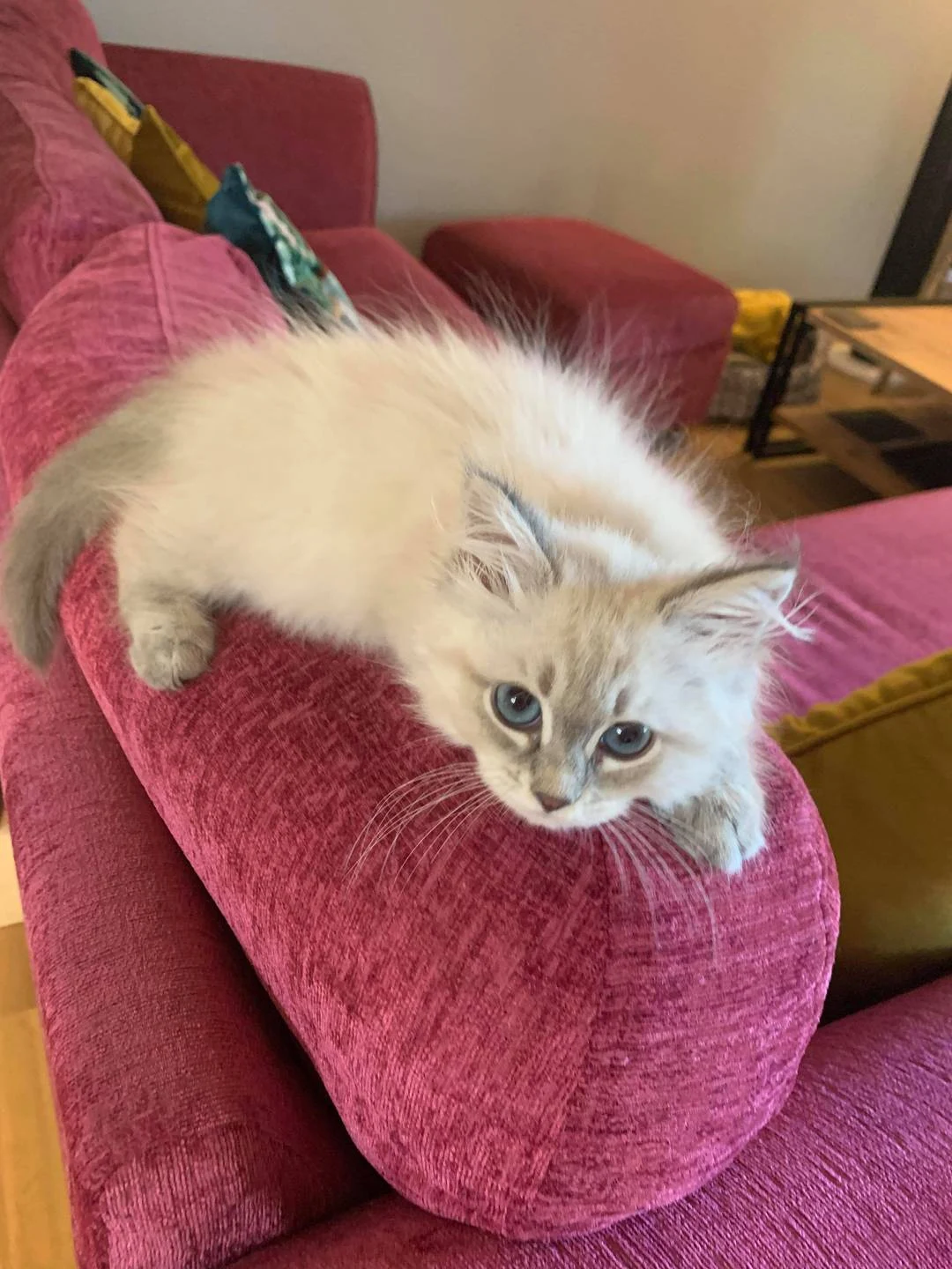 She is finally home! Meet Mia | Scrolller