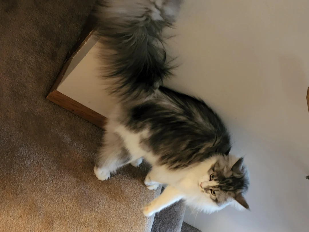 GiGi says, " this is my tail". | Scrolller