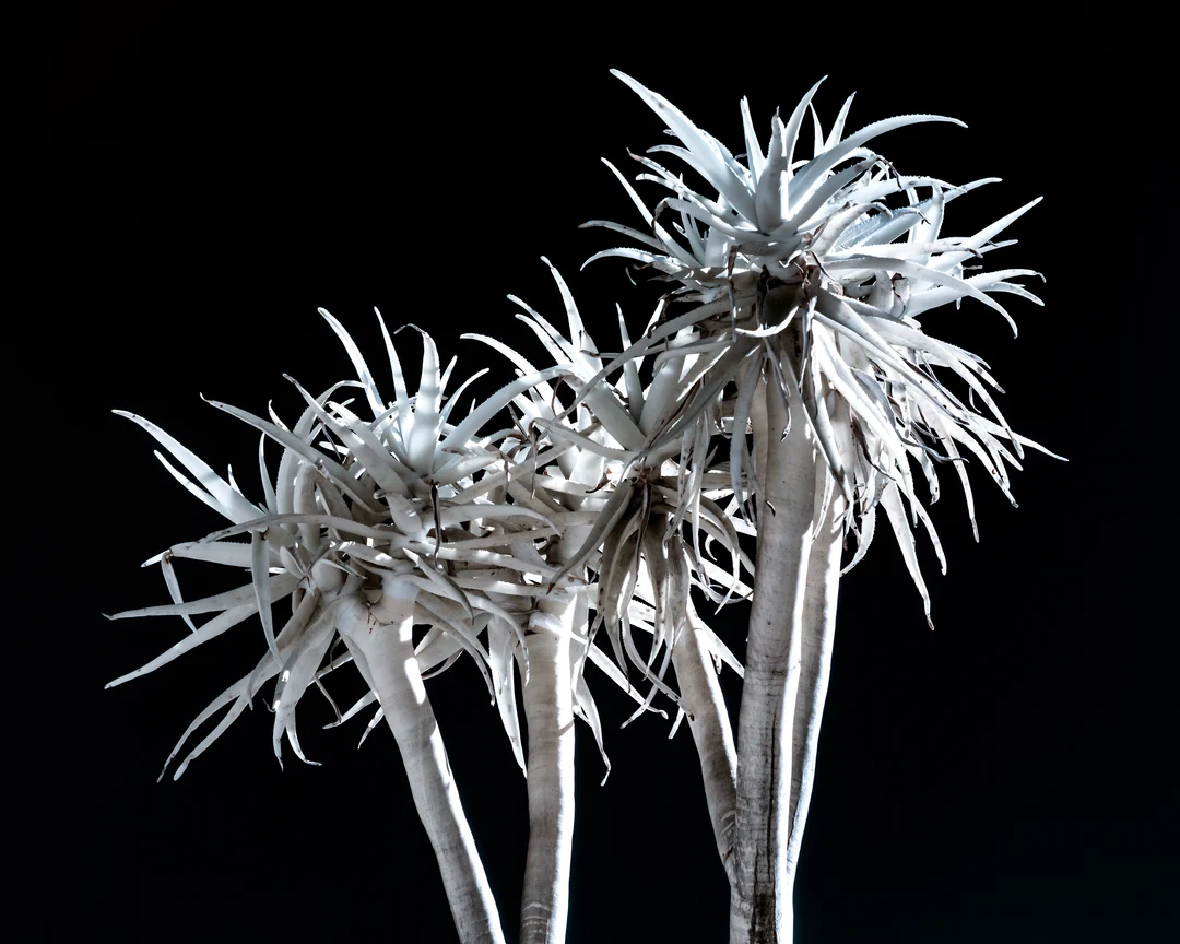 Spiky Succulent Tree | Scrolller