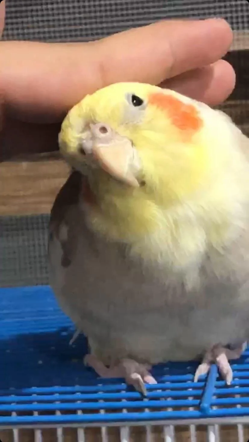 Birb like scratch | Scrolller