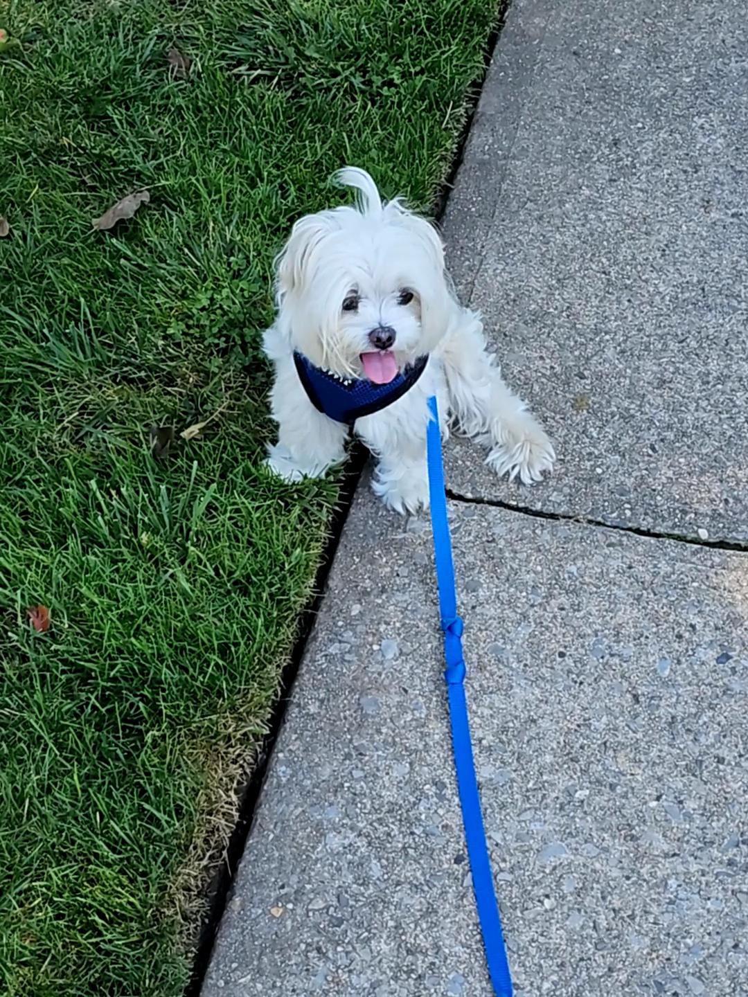 Bad boi deciding its too hot for walkies | Scrolller