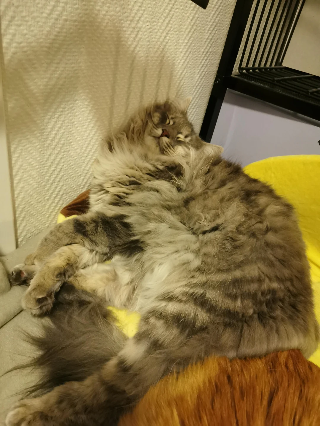 Bowser, the king of comfort | Scrolller