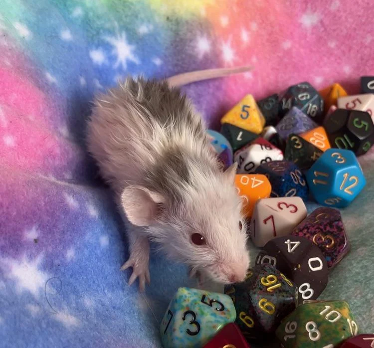 Meet Lucky! | Scrolller